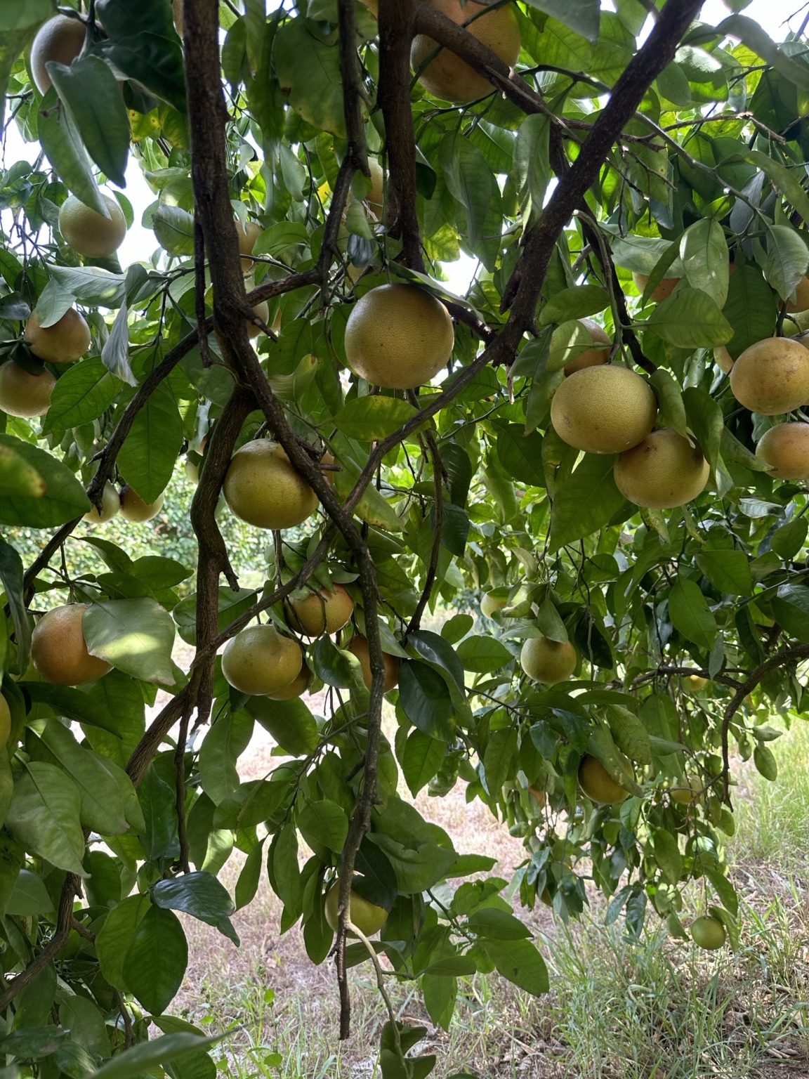 Update about the upcoming organic citrus season - OTC Organics